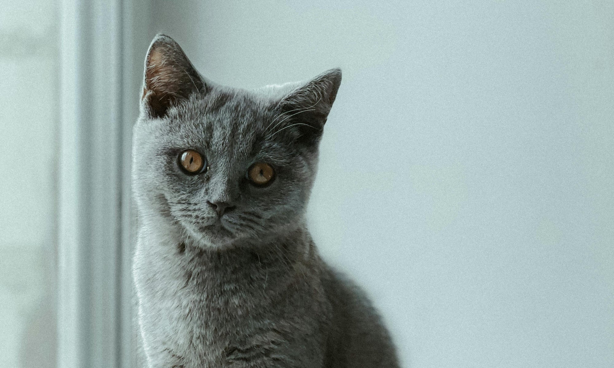 Guide to UTIs in Cats – Clean Litter Club