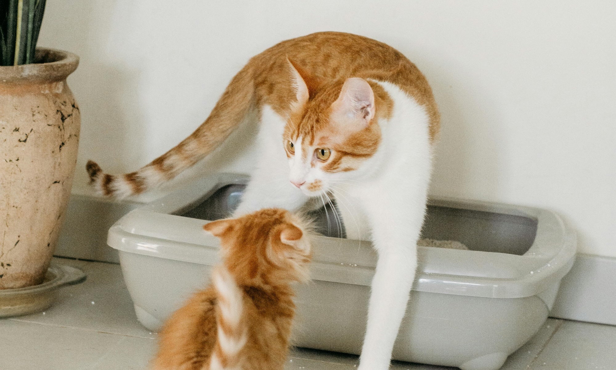 Peeing Outside the Litter Box: Tips to Help Right Your Cat’s Poor Bath – Clean Litter Club